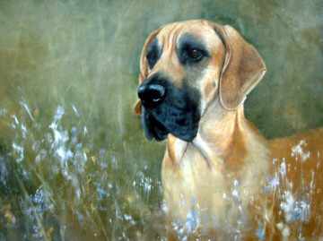 Great Dane Art Prints - Steven Nesbitt Malcolm Coward